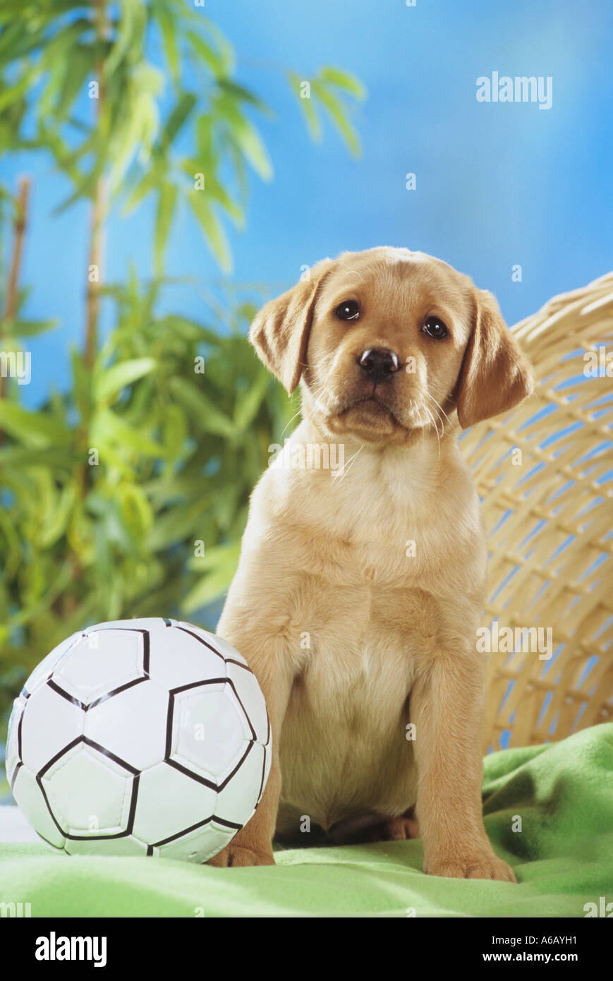 Puppies Playing Football
