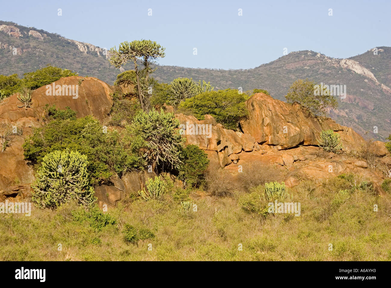 Candelabra euphorbia trees on rock outcrop Tsavo National Park West ...