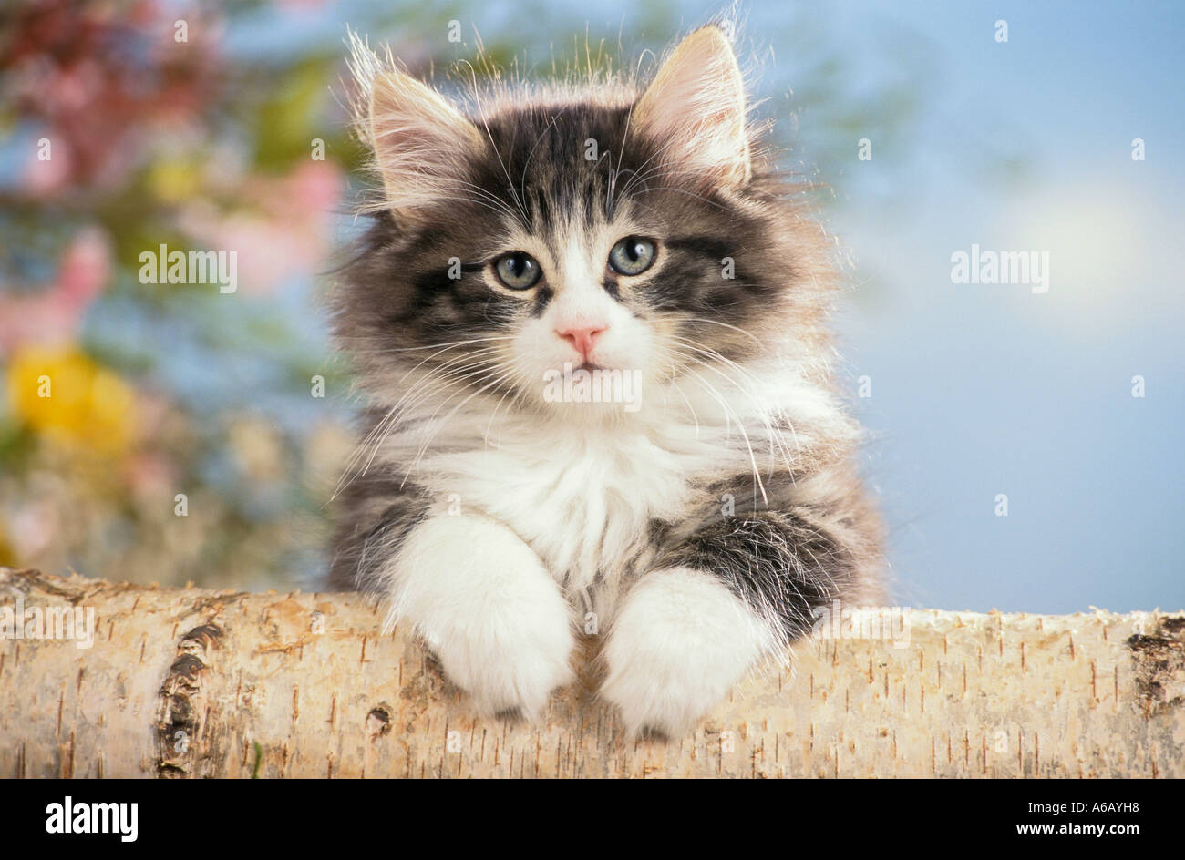 Norwegian forest kitten on a birch trunk Stock Photo - Alamy