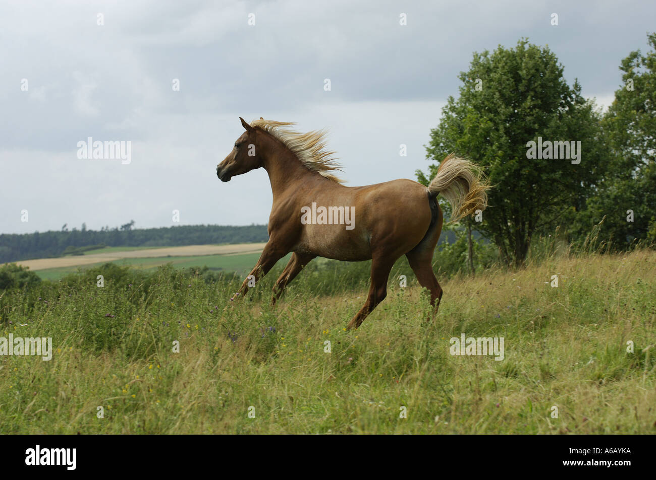 Arabian horse galloping on meadow Stock Photo - Alamy