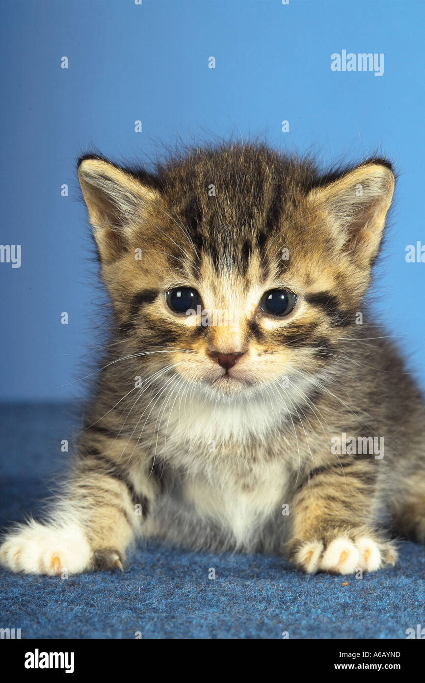 portrait of a kitten Stock Photo - Alamy