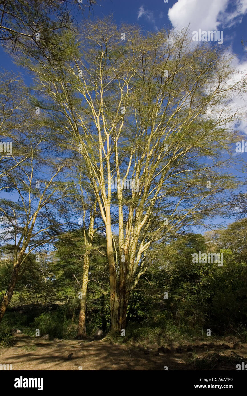Yellow barked acacia trees hi-res stock photography and images - Alamy Yellow barked acacia trees hi-res stock photography and images - Alamy