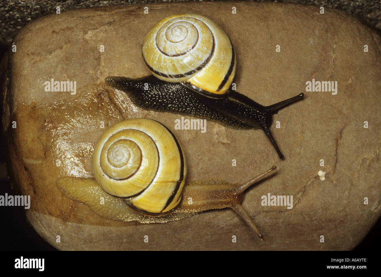 Cepaea hortensis gastropods hi-res stock photography and images - Alamy
