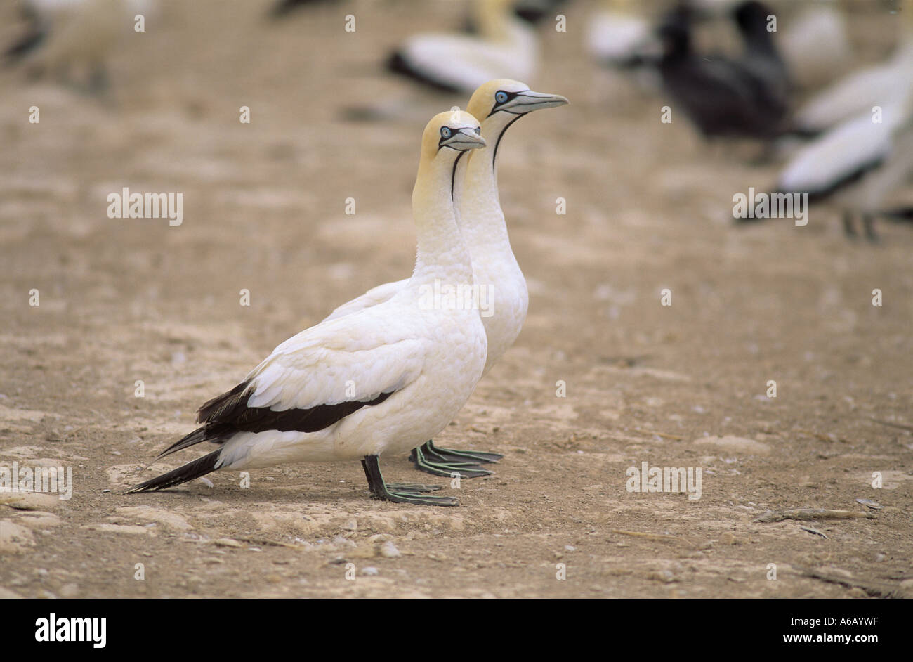 two cape gannets - in lockstep / Morus capensis Stock Photo - Alamy