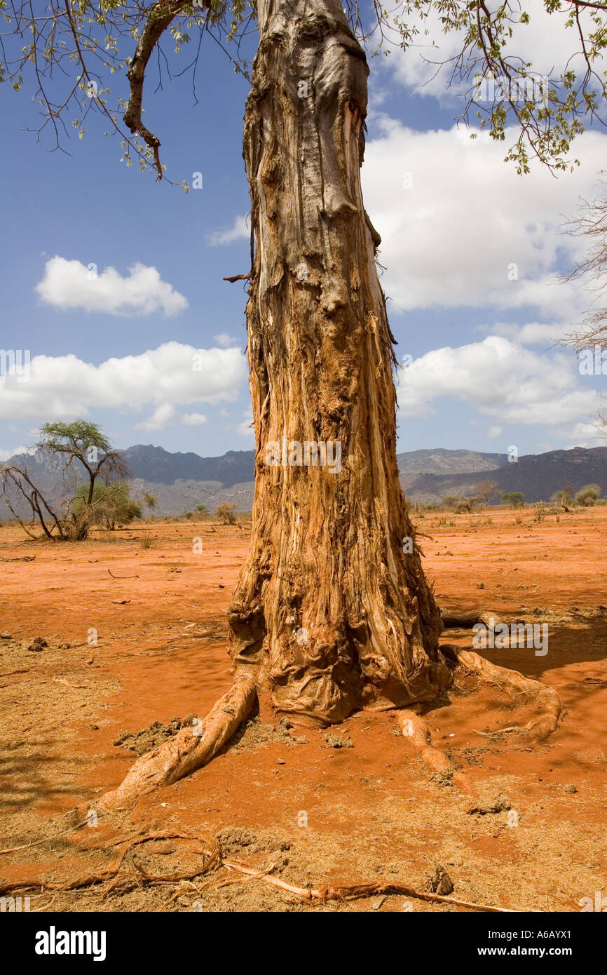 Trunk of baobab tree showing bark stripped off by elephant Tsavo West ...
