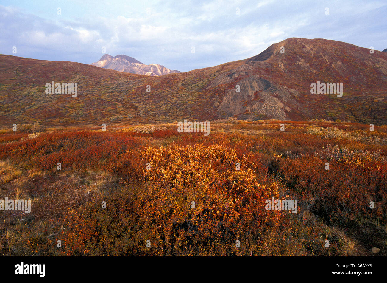 Fall colors Denali National Park Alaska Stock Photo - Alamy