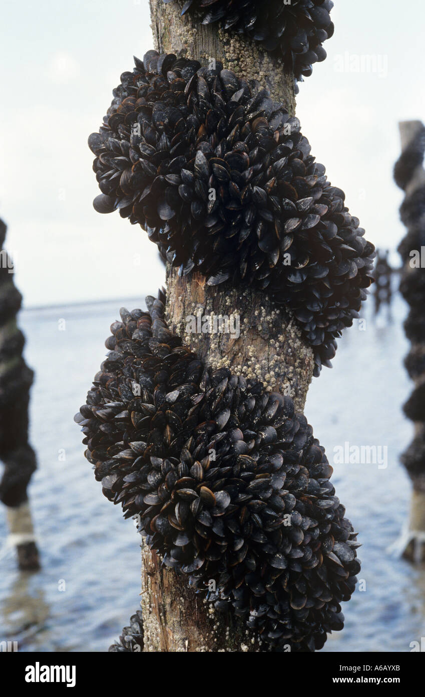 breeding of mussels Stock Photo - Alamy