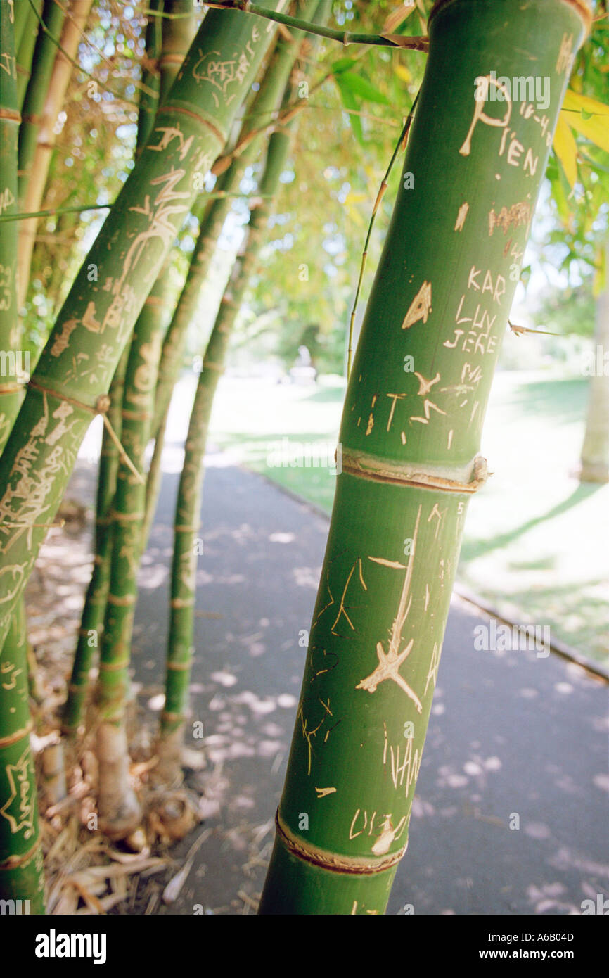 Australia grass bamboo hi-res stock photography and images - Alamy