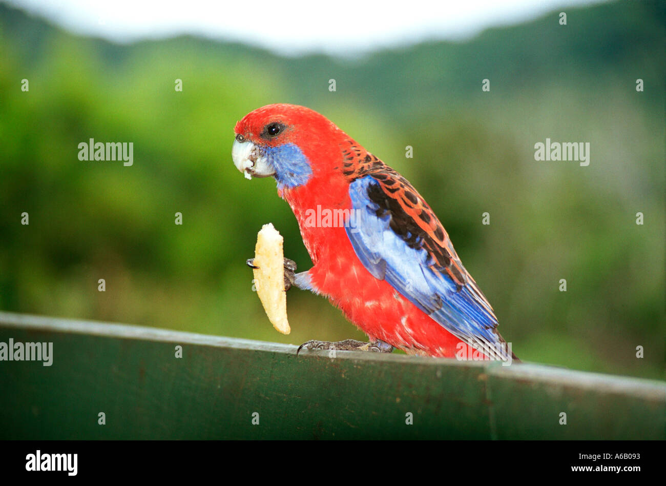 Parakeet eating chip Stock Photo - Alamy