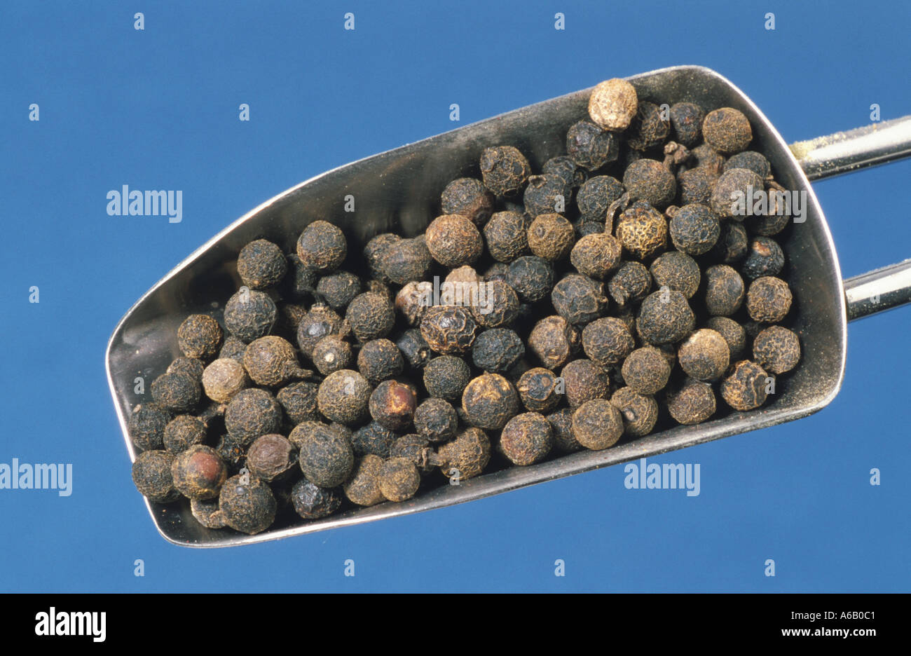 Piper cubeba Kubebenpfeffer seed fruits medicinal plant use tea Stock ...