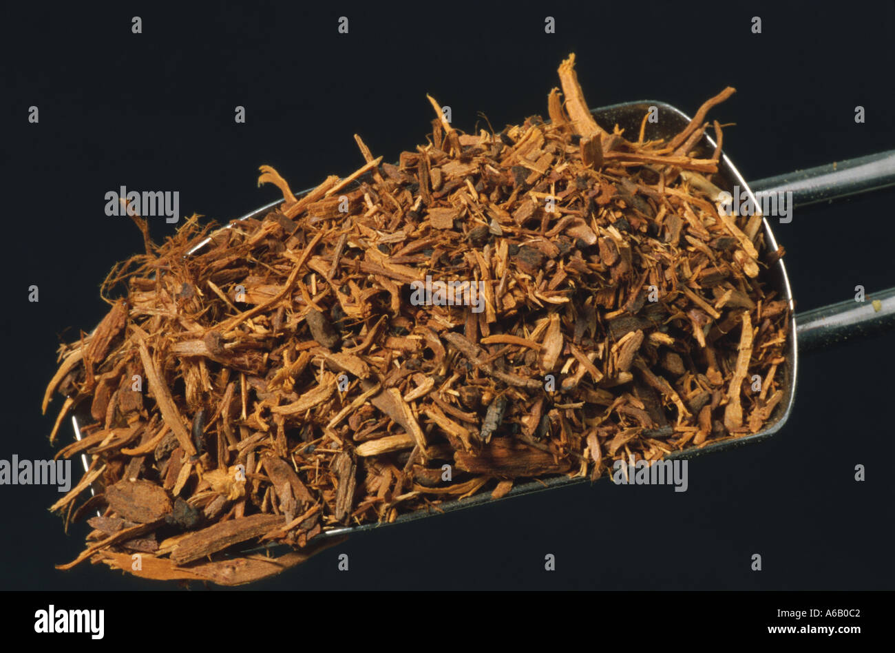 Krameria triandra Rhatany Ratanhia root medicinal plant tea Stock Photo ...