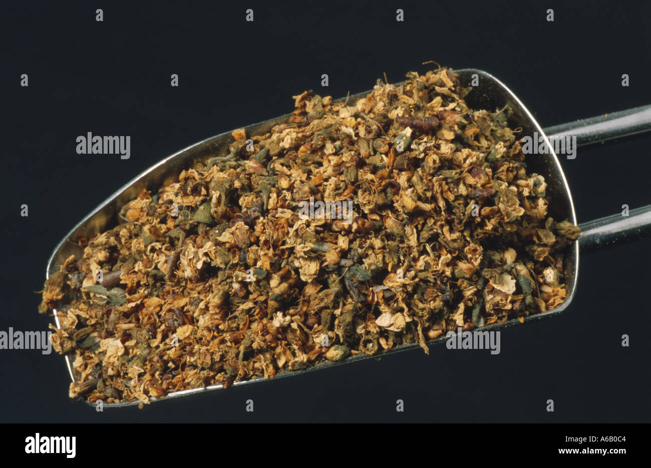 Prunus spinosa Sloe Schlehe blossoms dry dried medicinal use tea Stock ...