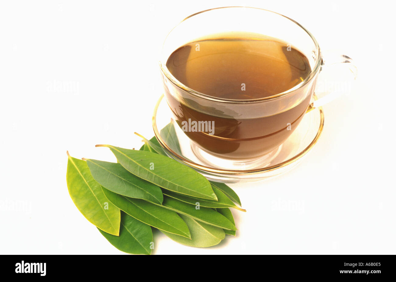 Paraguayensis hi-res stock photography and images - Alamy