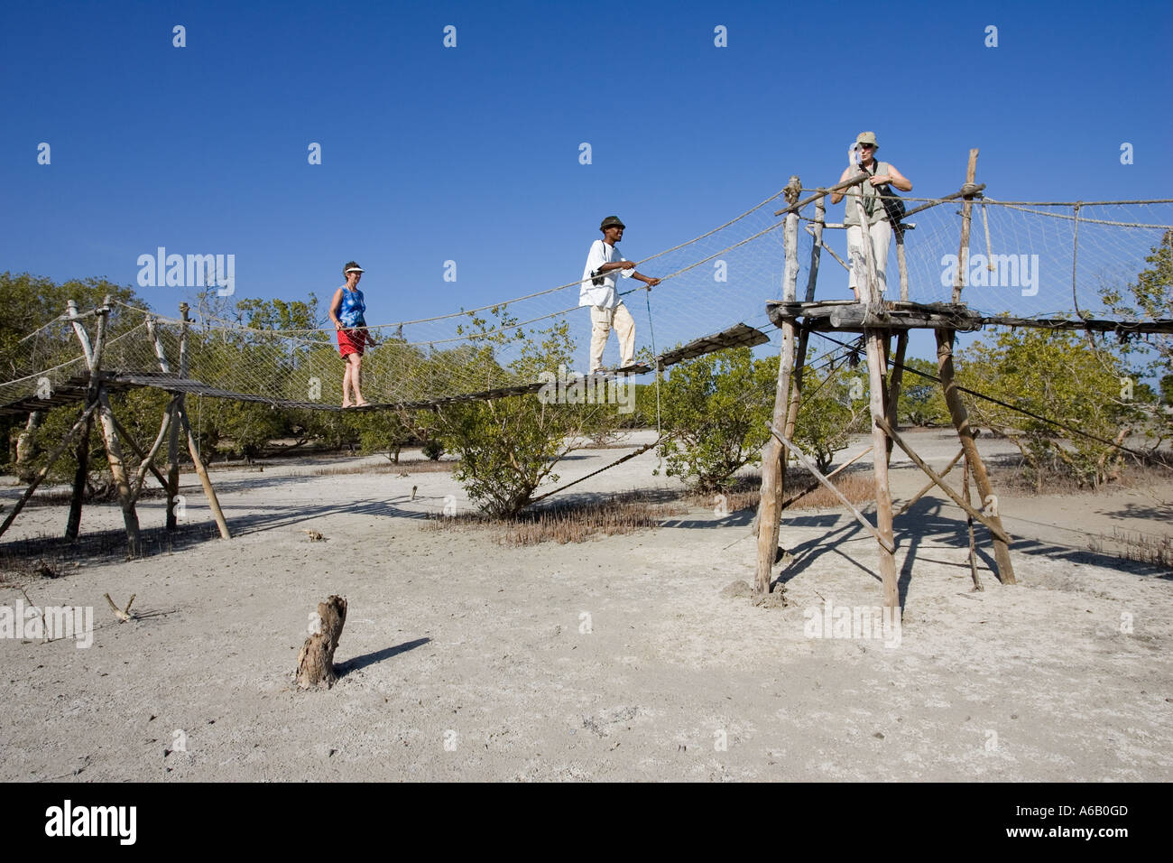 boardwalk aerial walkway bridge mangroves tourists crossing hesitant ...