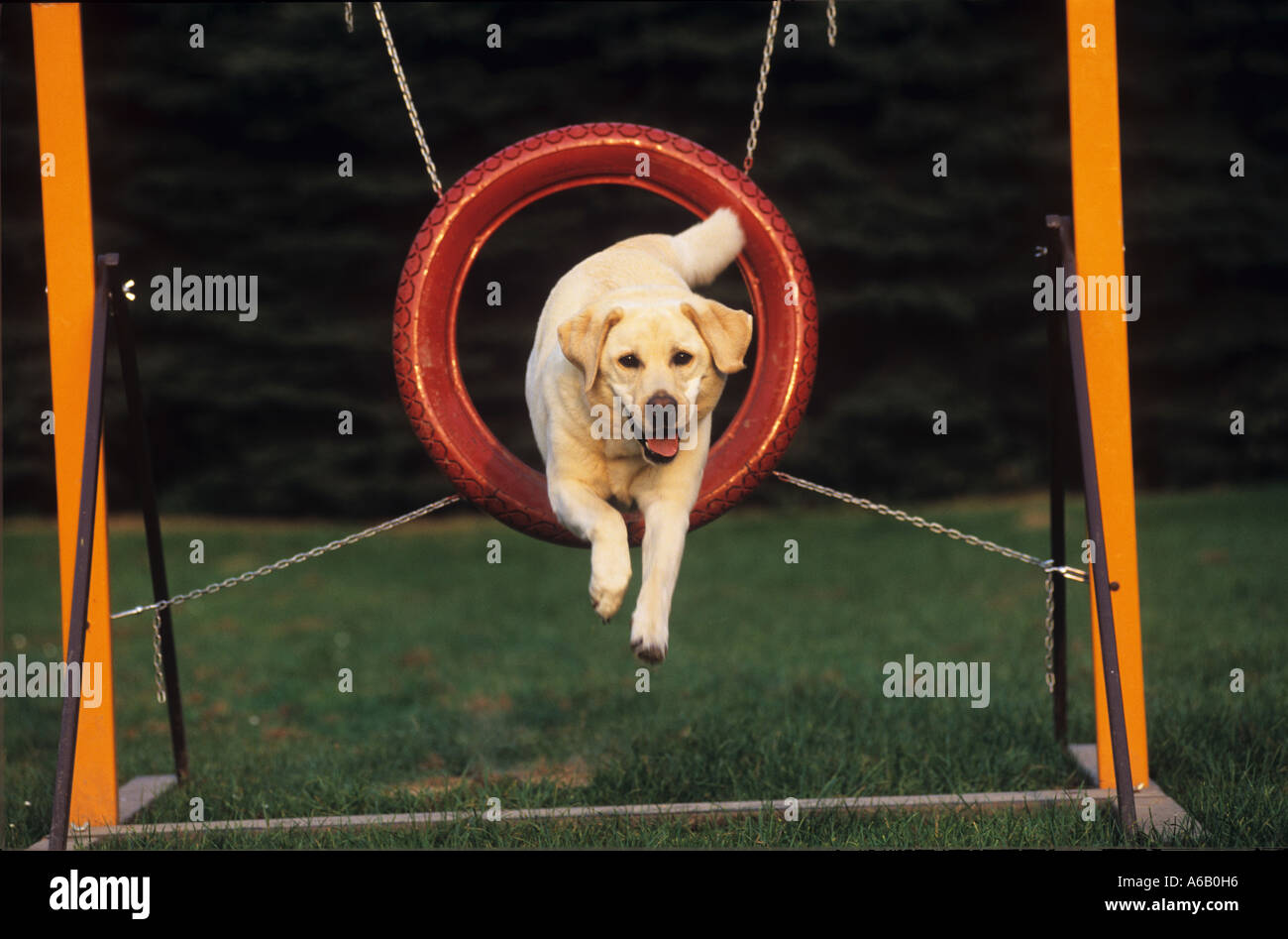 Agility: Labrador Retriever dog jumping through a tire Stock Photo - Alamy