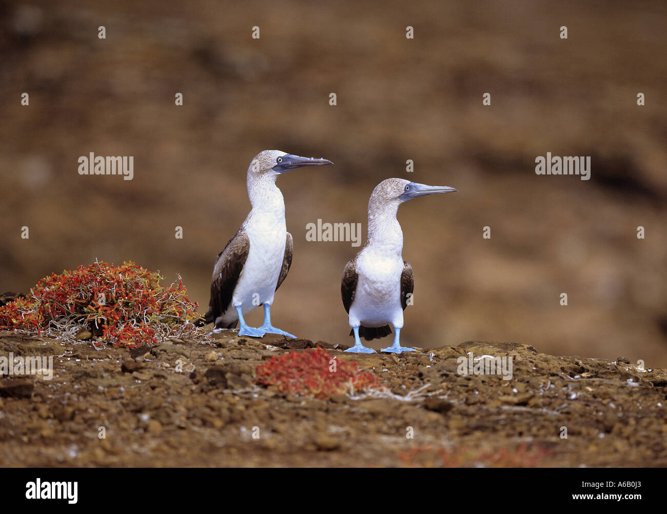 Blue footed bobby hi-res stock photography and images - Alamy