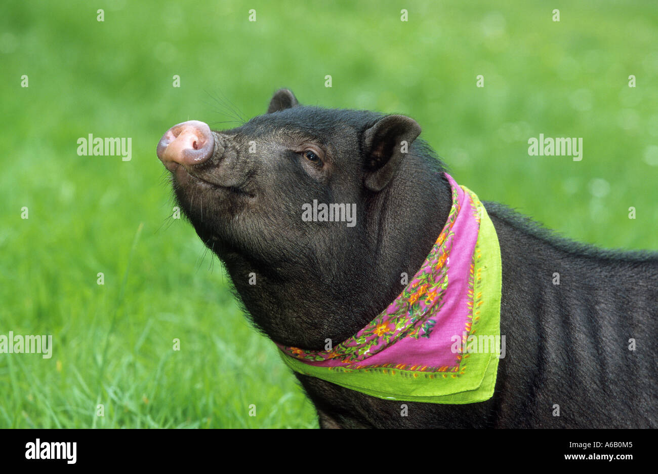 Domestic Pig. Mini pig with neckerchief Stock Photo - Alamy
