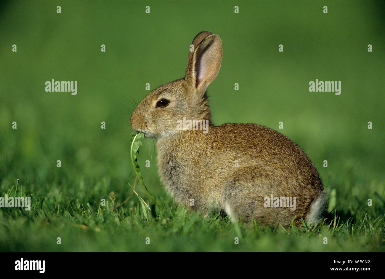 Old World rabbit munching / oryctolagus cuniculus Stock Photo - Alamy