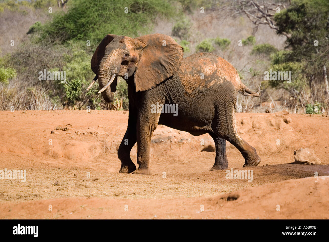 Angry adult african elephant hi-res stock photography and images - Alamy