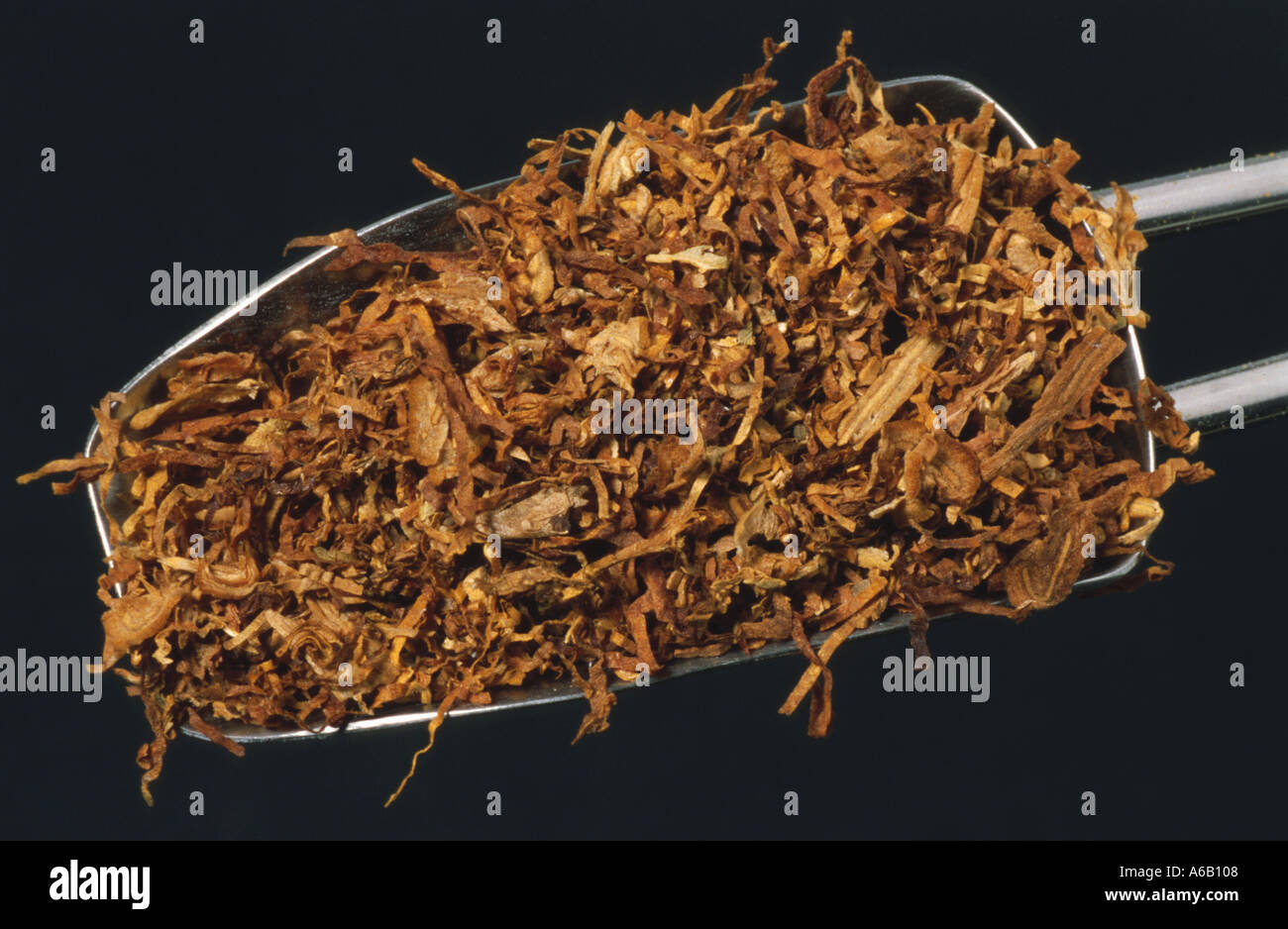 Tobacco Nicotiana tabacum medicinal plant Tabak Rauchtabak Stock Photo ...