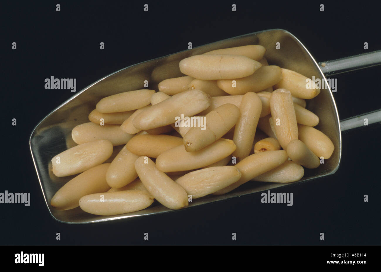 Pine tree seeds kernels spice Pinienkerne spice food medicinal plant ...