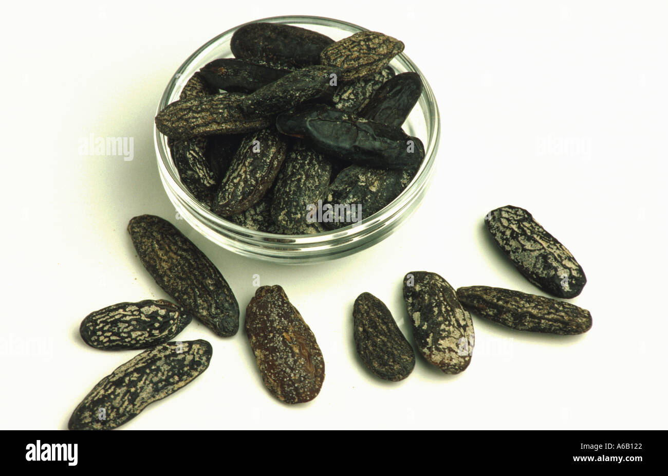 tonka tonca beans medicinal plant semen Stock Photo - Alamy