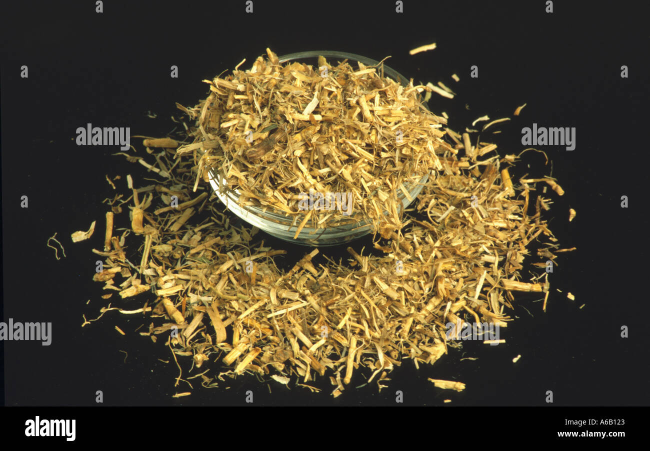 Couch grass elymus repens hi-res stock photography and images - Alamy