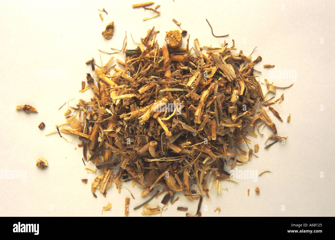 queckenwurzel medicinal plant root of the couch grass elymus repens ...