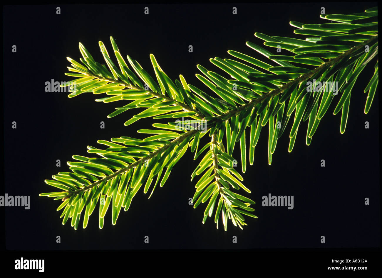 Piceae turiones recentes medicinal plant needles Fichte Fichtennadeln ...