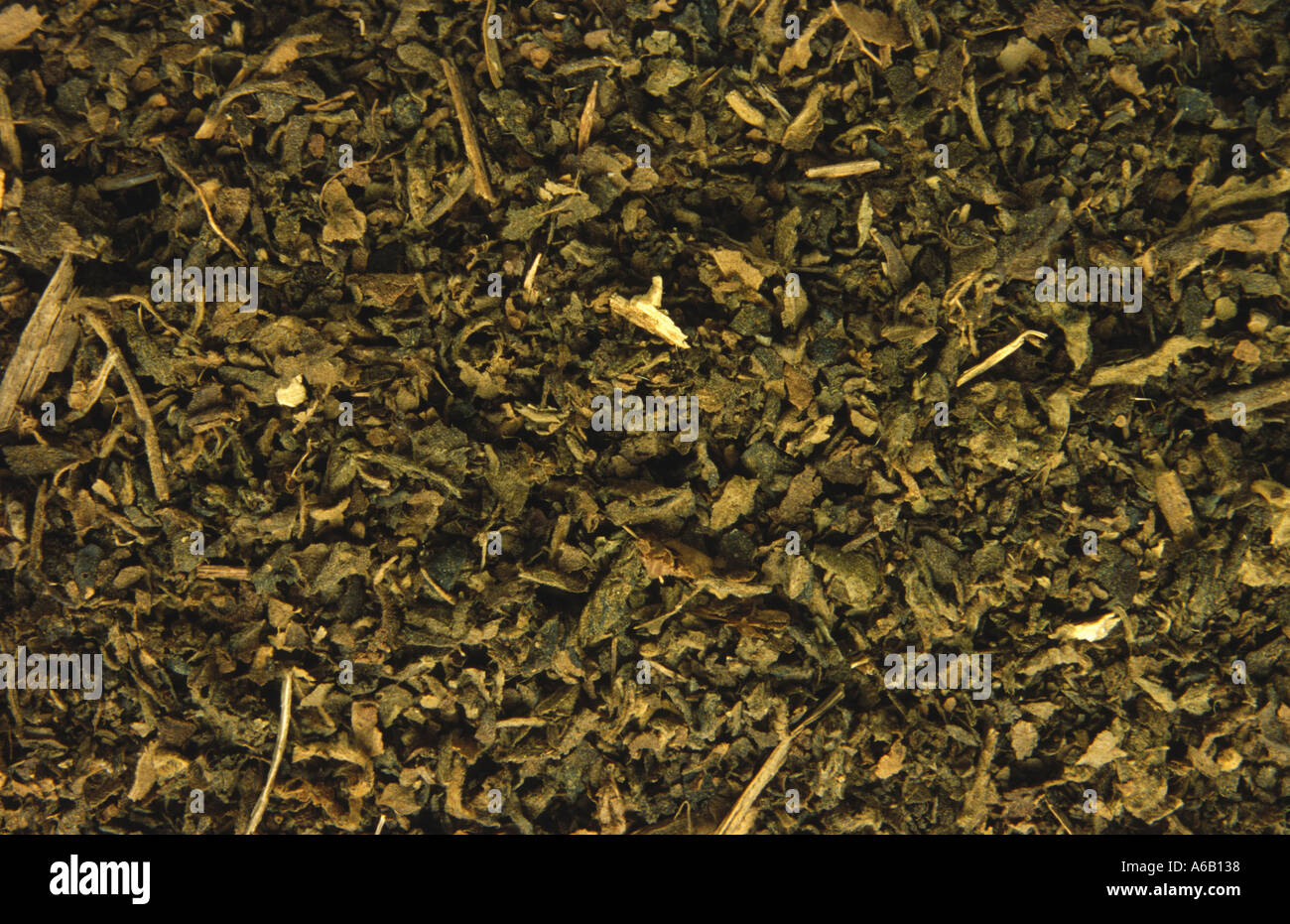 patchouli leaves pogestemon cablin Stock Photo - Alamy