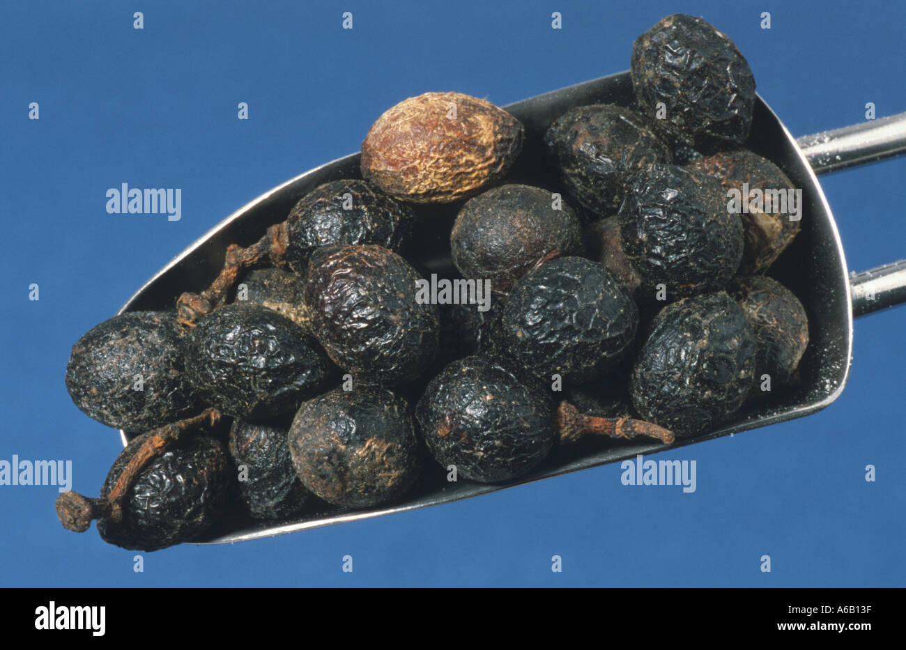 Laurus nobilis fruits Lorbeer Lorbeerfrüchte Laurel Kaurelfruits ...