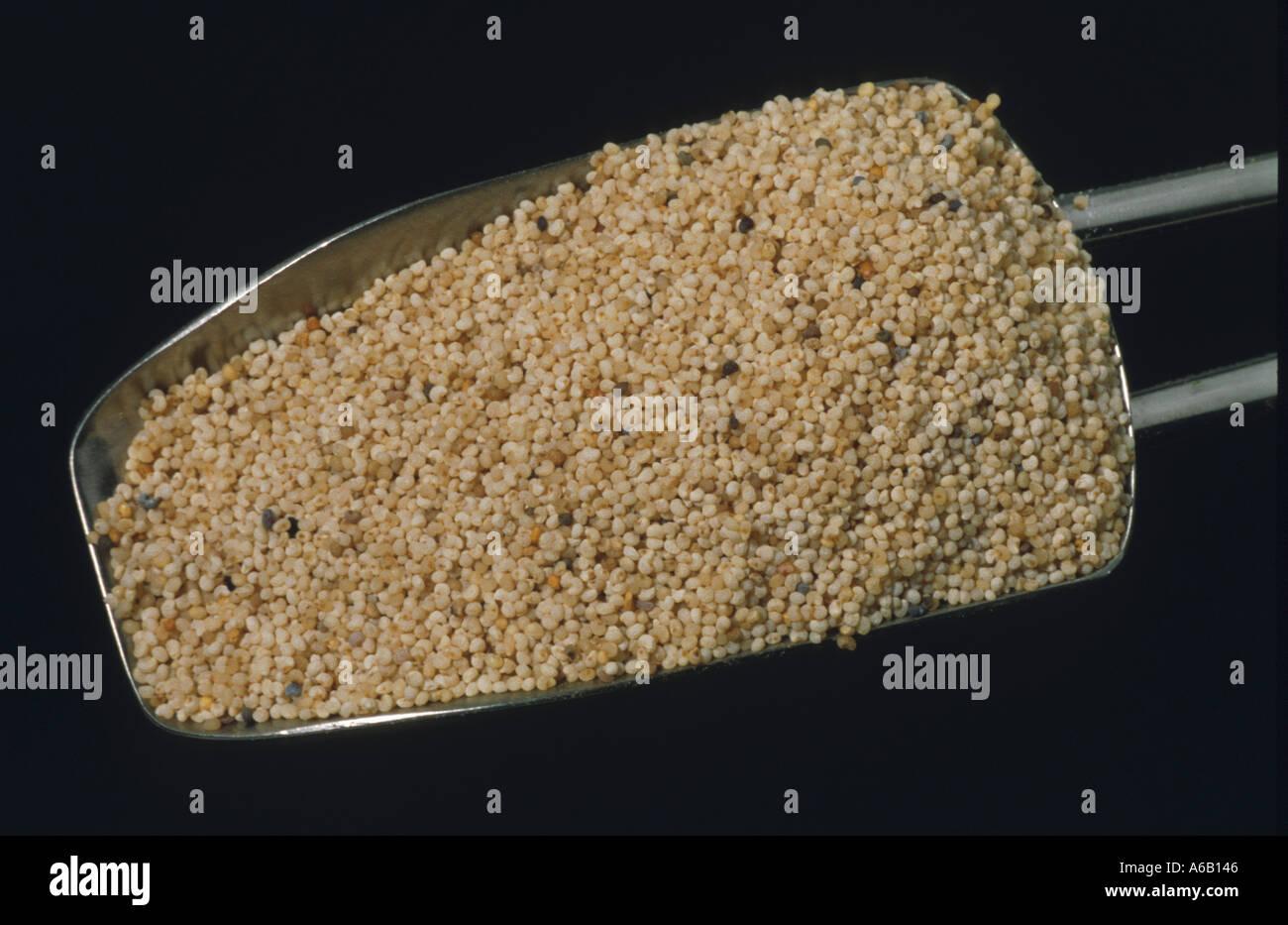 Papaver somniferum white poppy seed Mohn weißer Mohn medicinal plant ... Papaver somniferum white poppy seed Mohn weißer Mohn medicinal plant ...