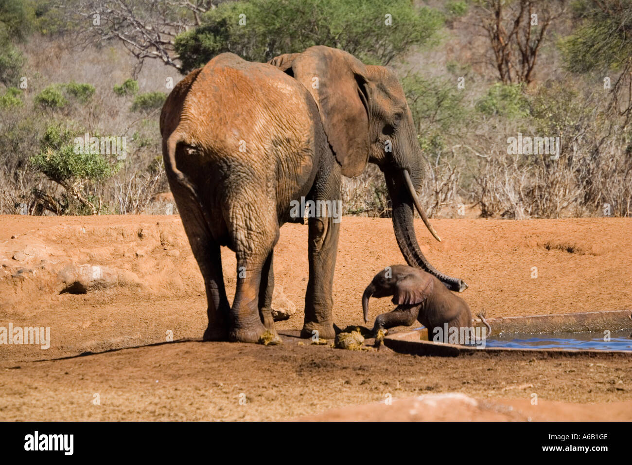 African Elephant cow trying to rescue 4 month old calf from a water ...