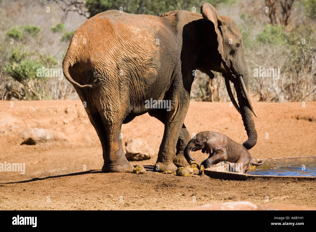 African Elephant cow trying to rescue 4 month old calf from a water ...