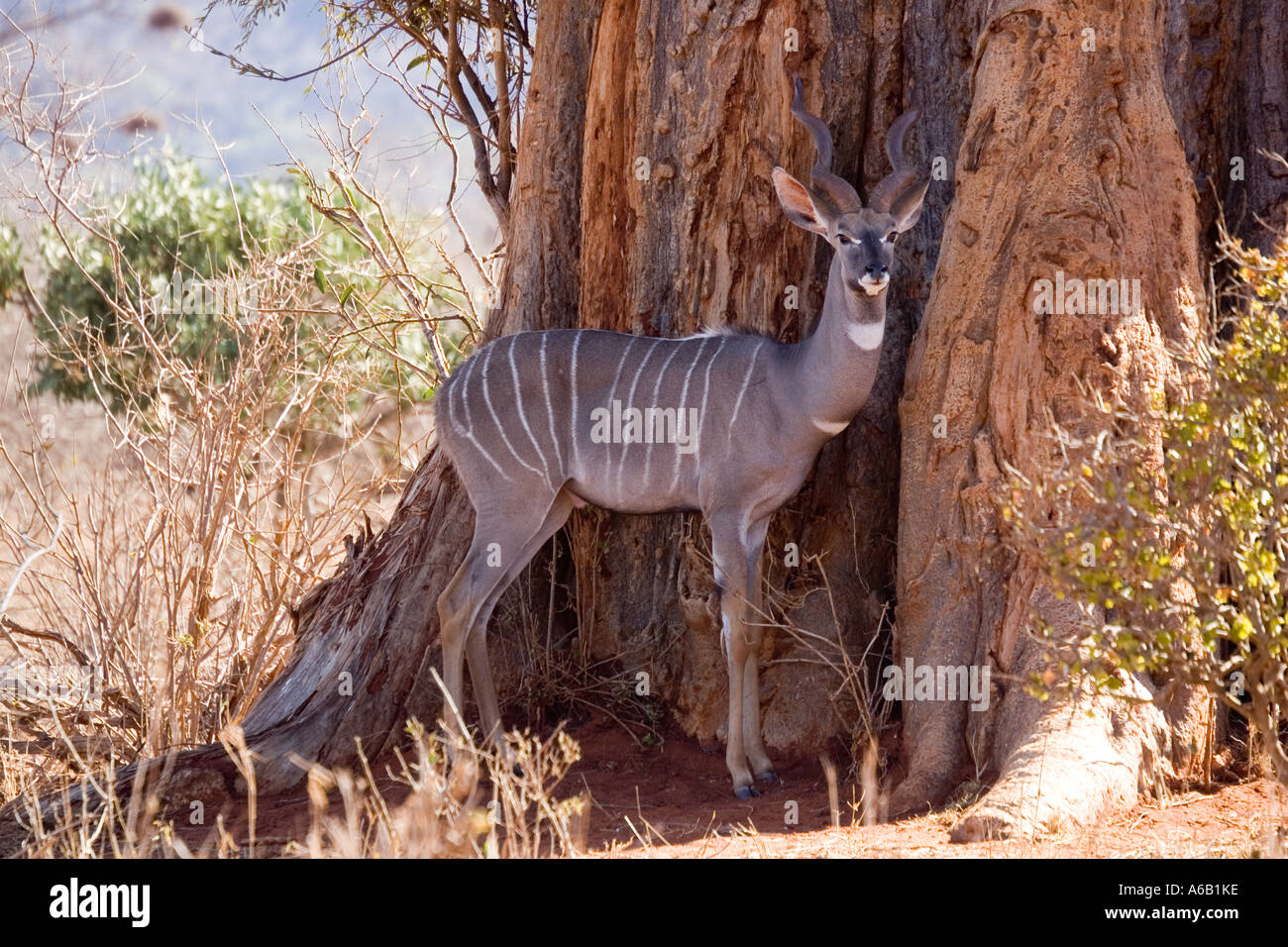 Lesser kudu Tragelaphis imberbis in Ngulia Rhino Sanctuary Tsavo ...