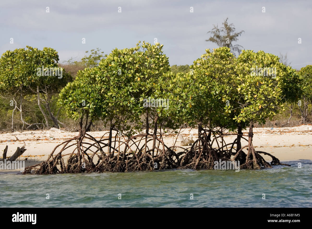 Red mangroves along coastline at Lamu Kenya Stock Photo - Alamy