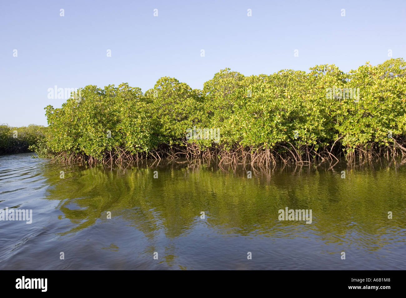 Red mangroves along coastline of Manda Island near Lamu Kenya Stock ...