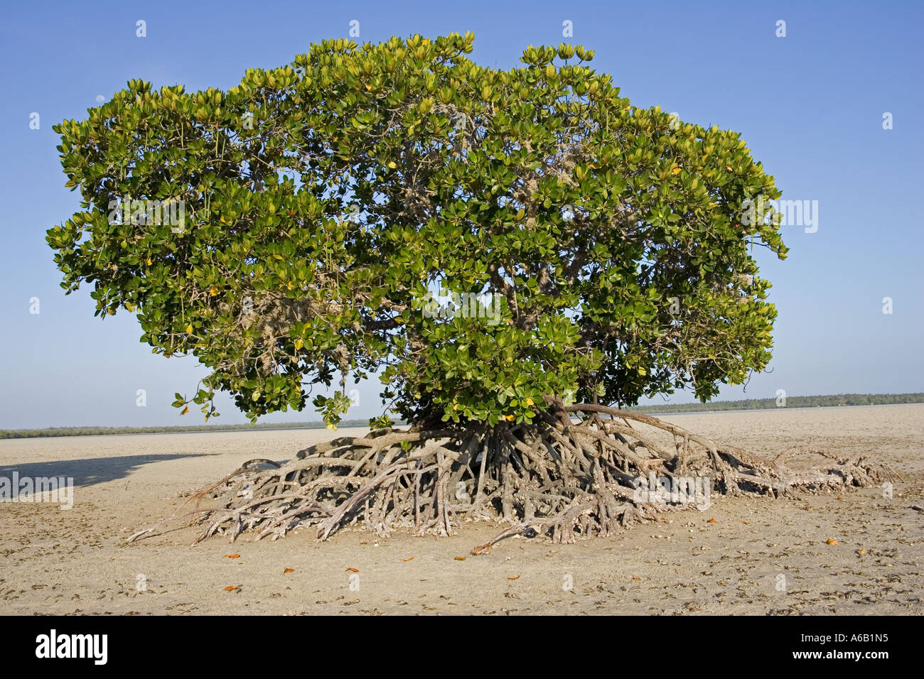 Red mangroves prop roots hi-res stock photography and images - Alamy