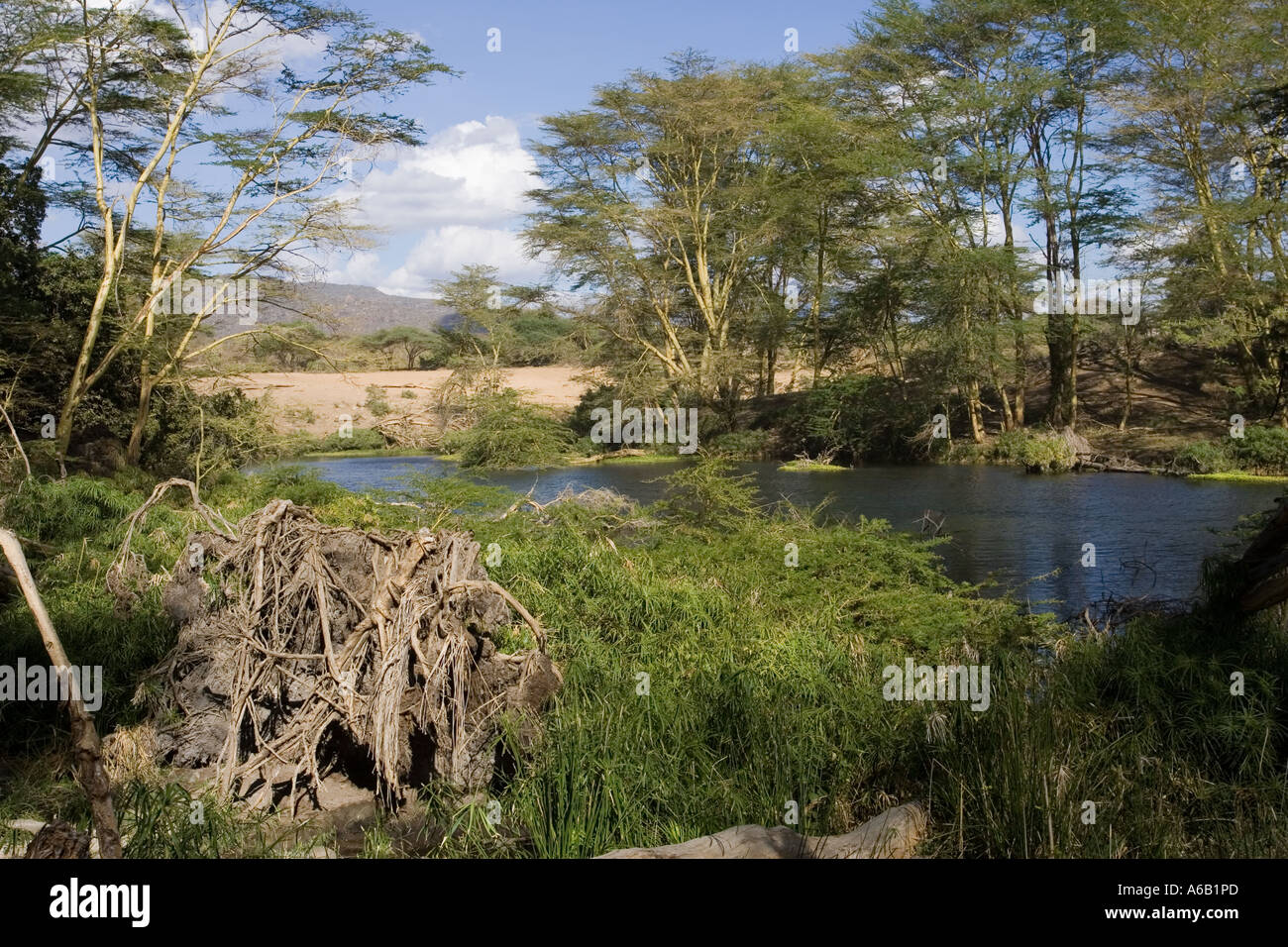 Yellow barked acacia hi-res stock photography and images - Alamy Yellow barked acacia hi-res stock photography and images - Alamy