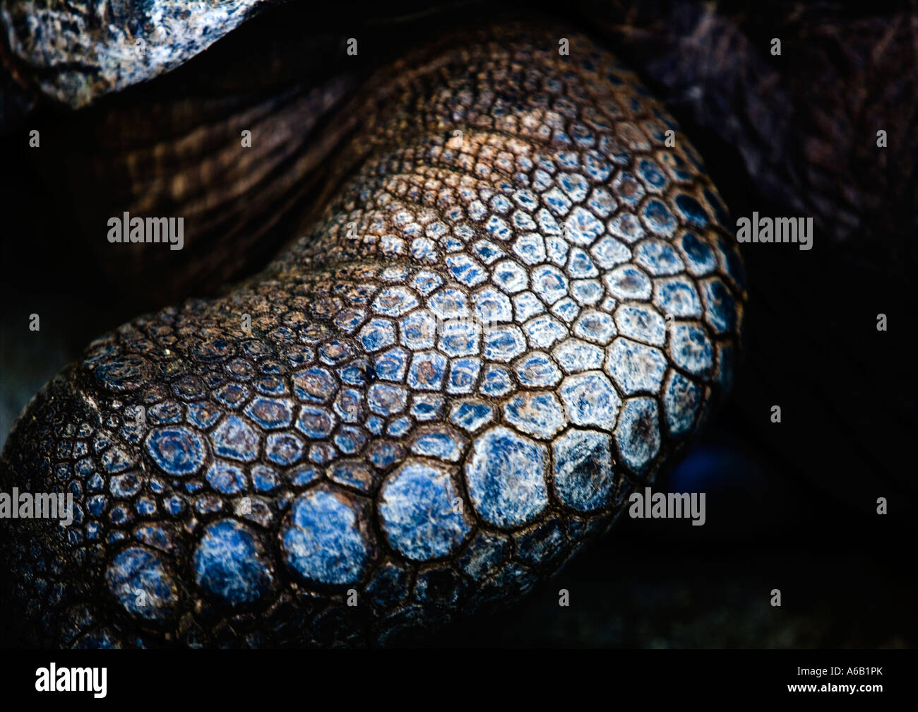 Limb gnarled rough pattern skin surface hi-res stock photography and ...