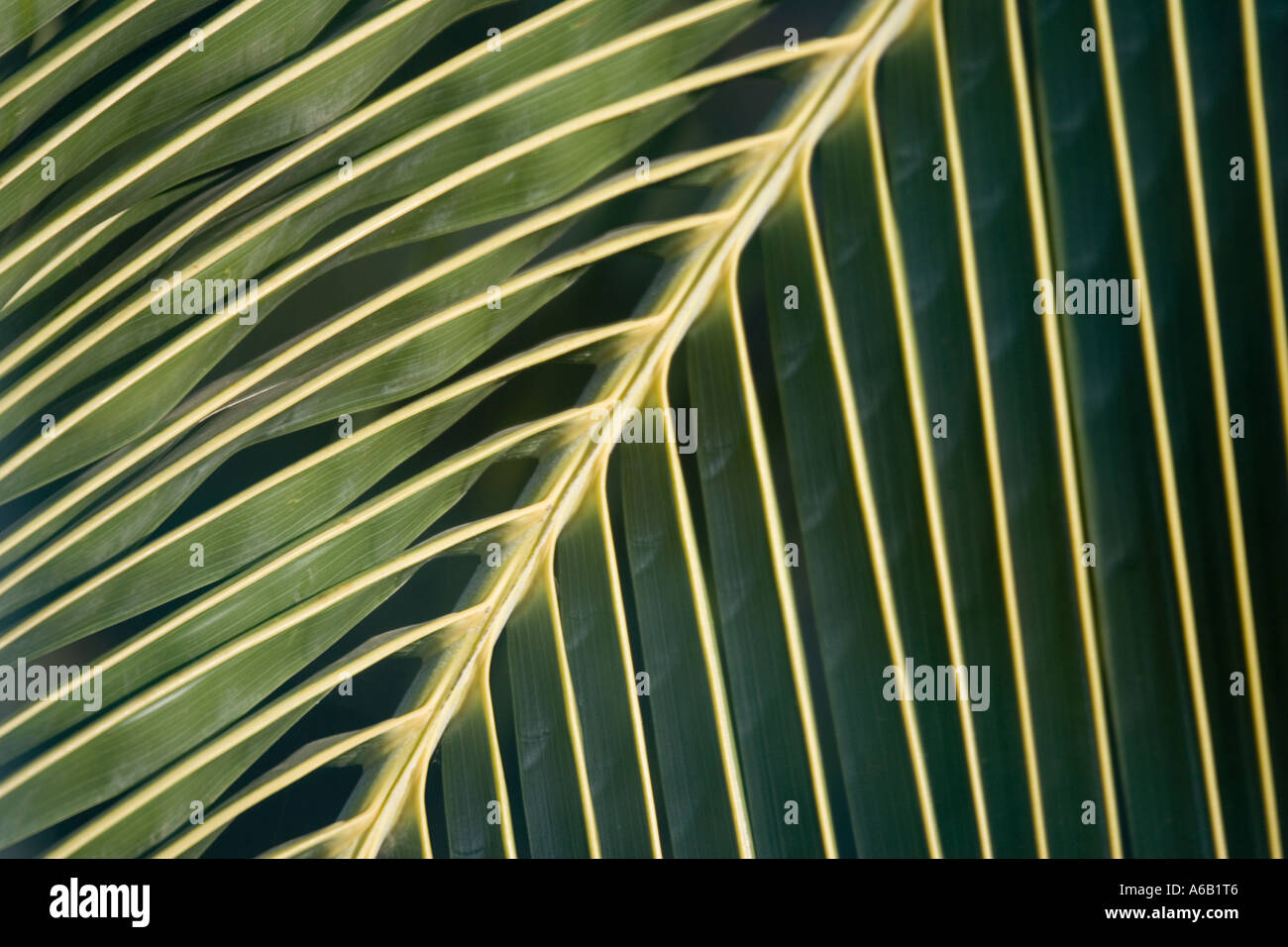 Palm leaflets hi-res stock photography and images - Alamy
