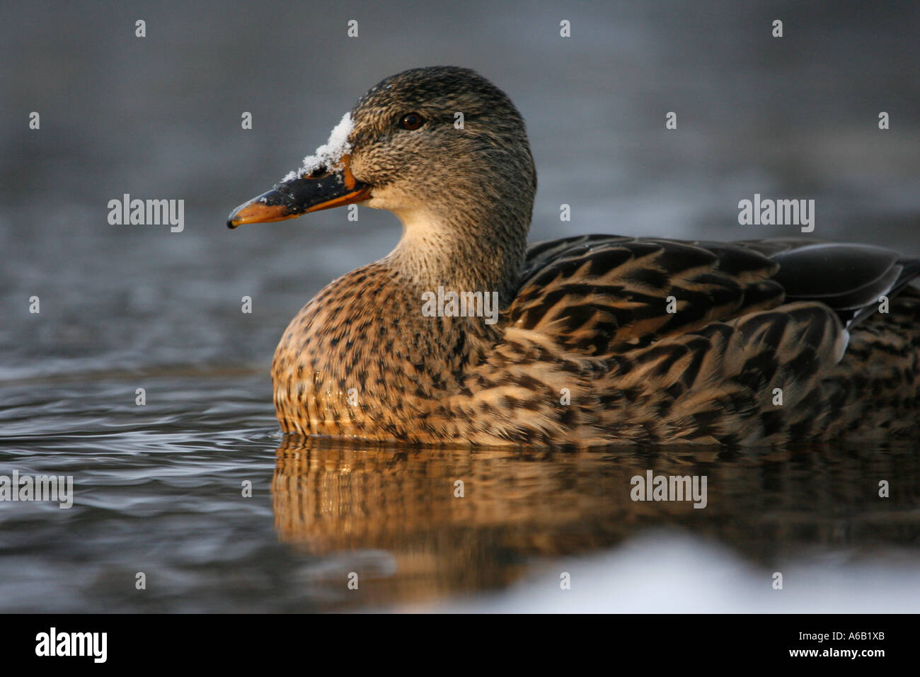 A female duck with snow on her beak Stock Photo - Alamy