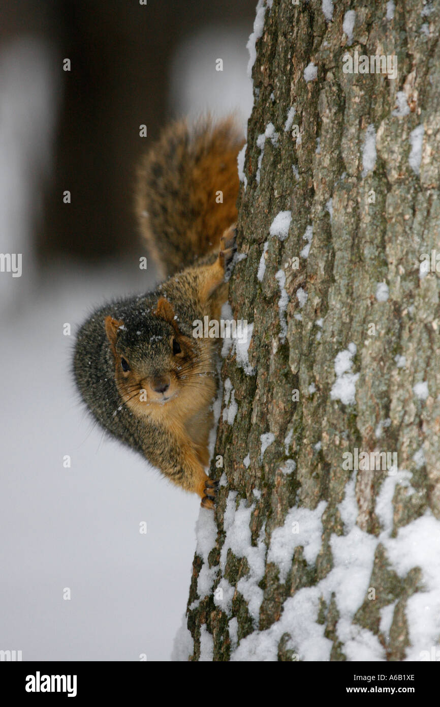 A wary fox squirrel peeking from behind a tree trunk Stock Photo - Alamy