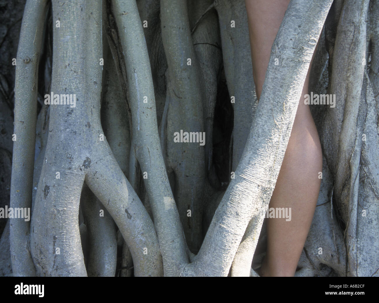 Catch leg hi-res stock photography and images - Alamy