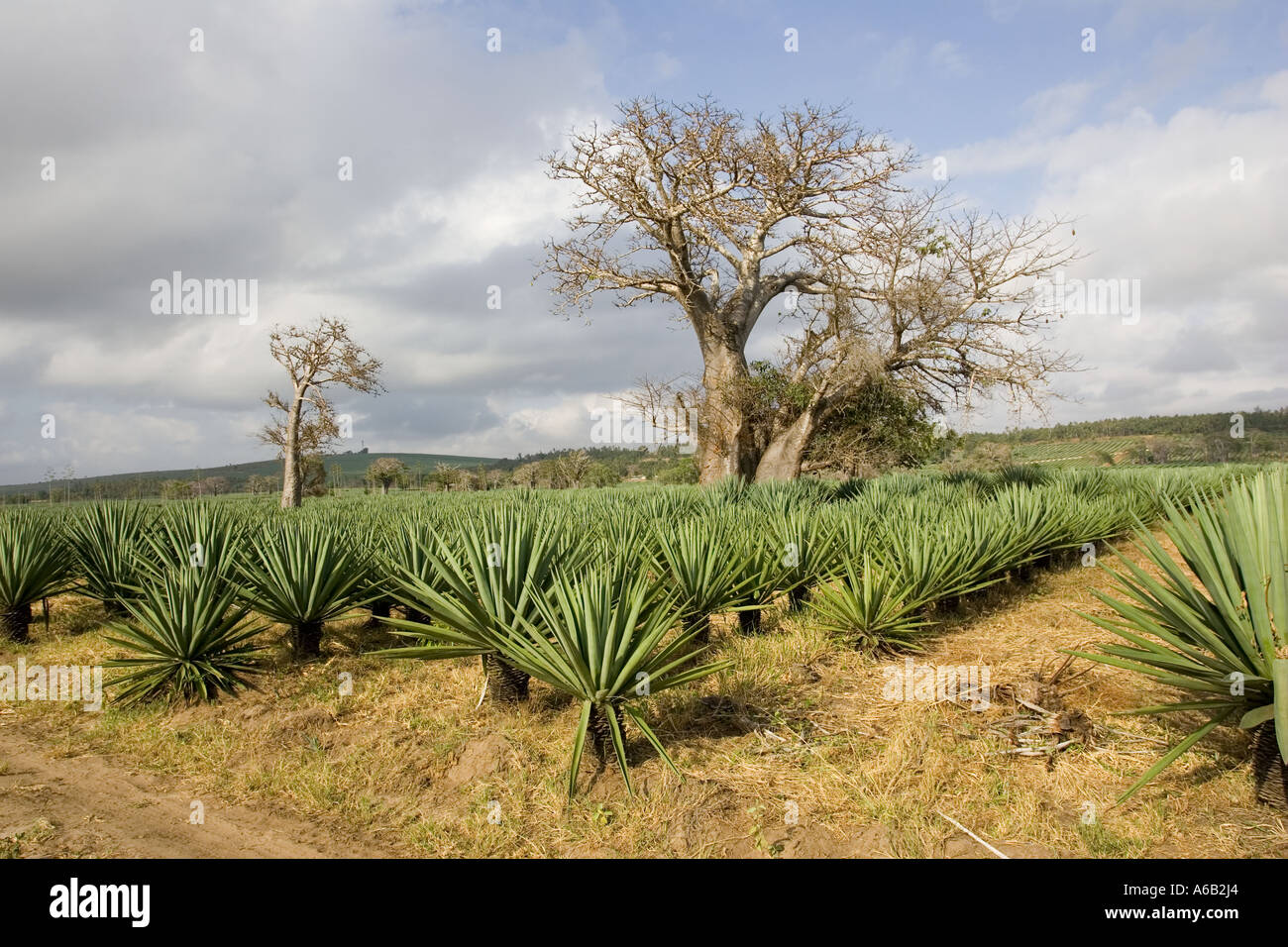 Sisal plantation on recently cleared land with baobab trees remaining ...