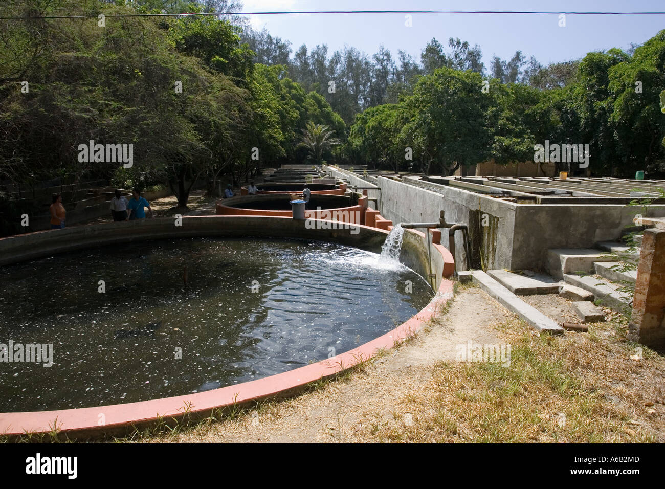 Tanks for Tilapia breeding in wetland created at Haller Park at Bamburi ...