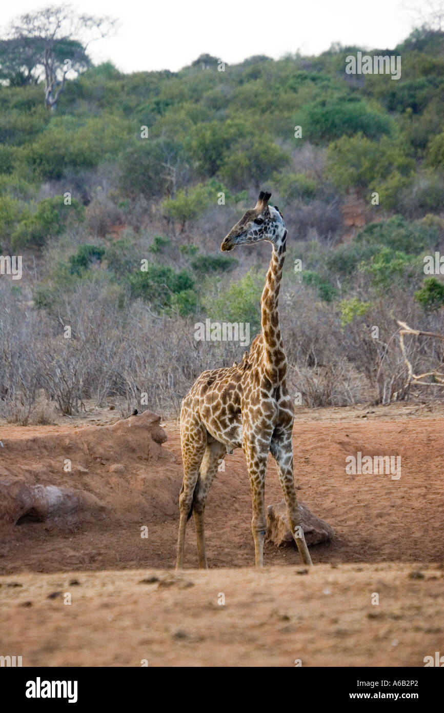 Masai giraffe Giraffa camelopardalis at water hole in Ngulia Rhino ...