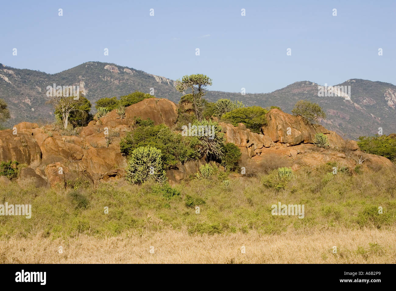 Candelabra euphorbia trees on rock outcrop Tsavo National Park West ...
