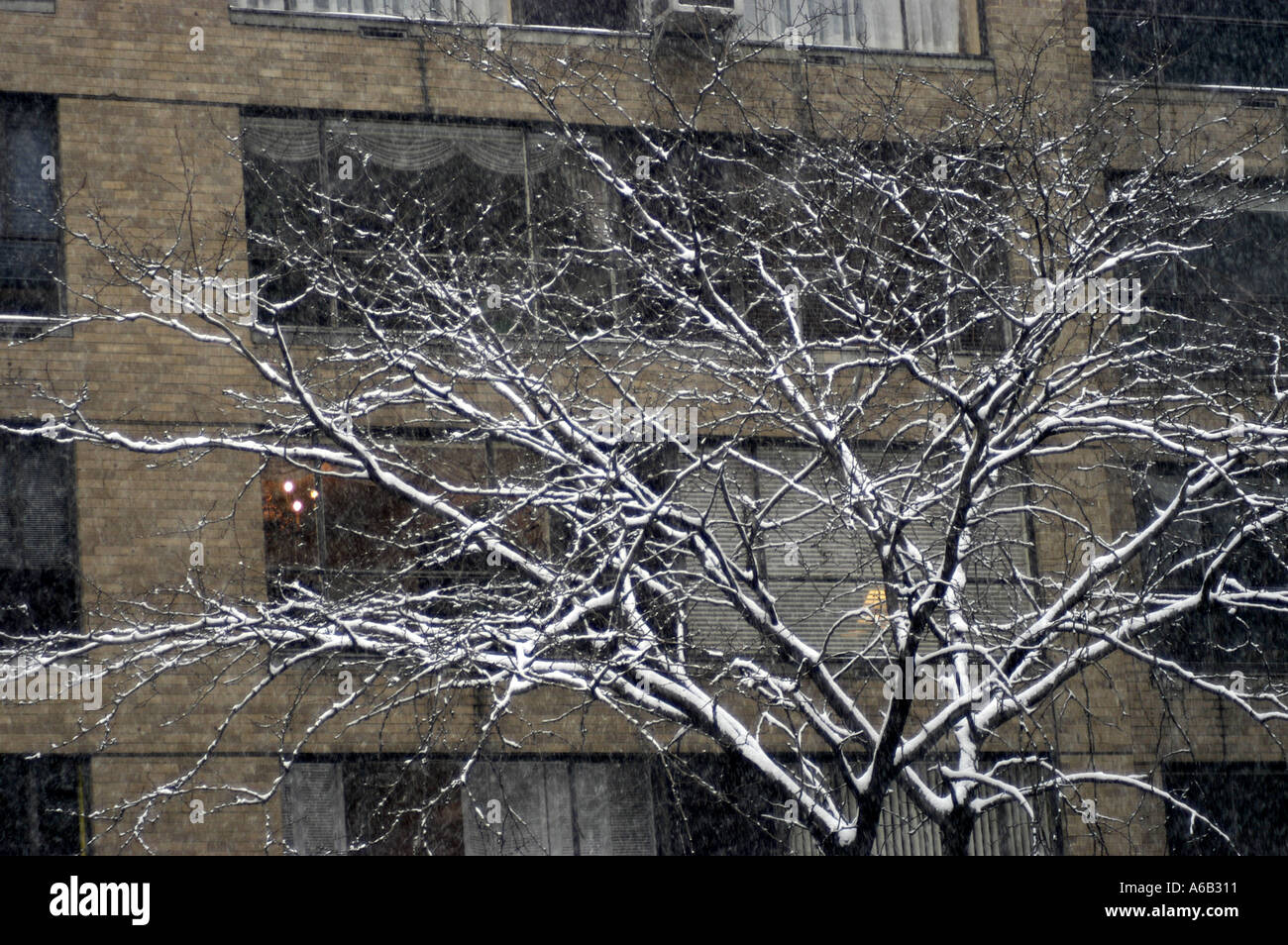NY winter snow tree office building horizontal Stock Photo - Alamy