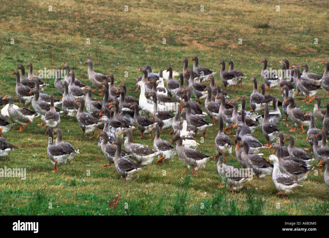 France The Dordogne Valley Breeding of Perigord Geese for Fois Gras ...